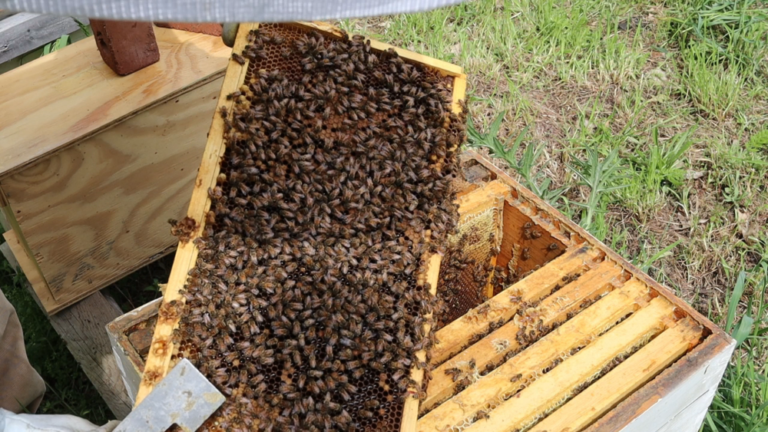 Reservations – Bobby’s Beez