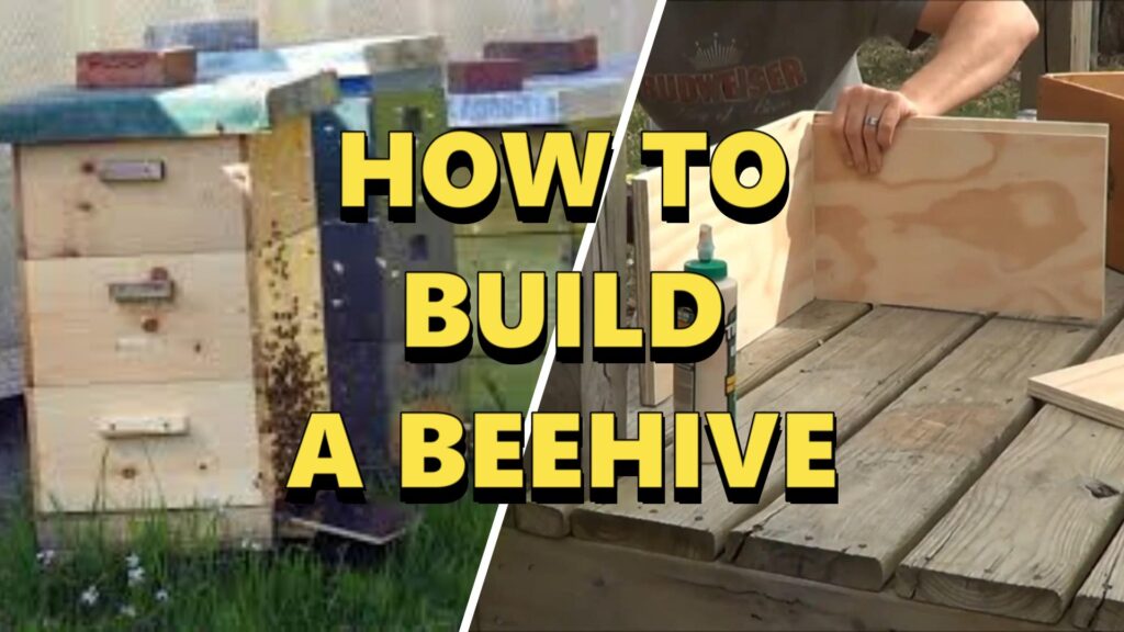 BUILD A HIVE – Bobby’s Beez